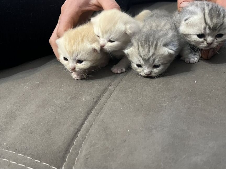 Шотландские котята