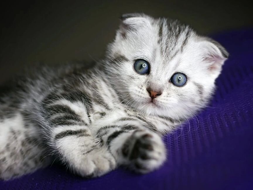 Котёнок мальчик