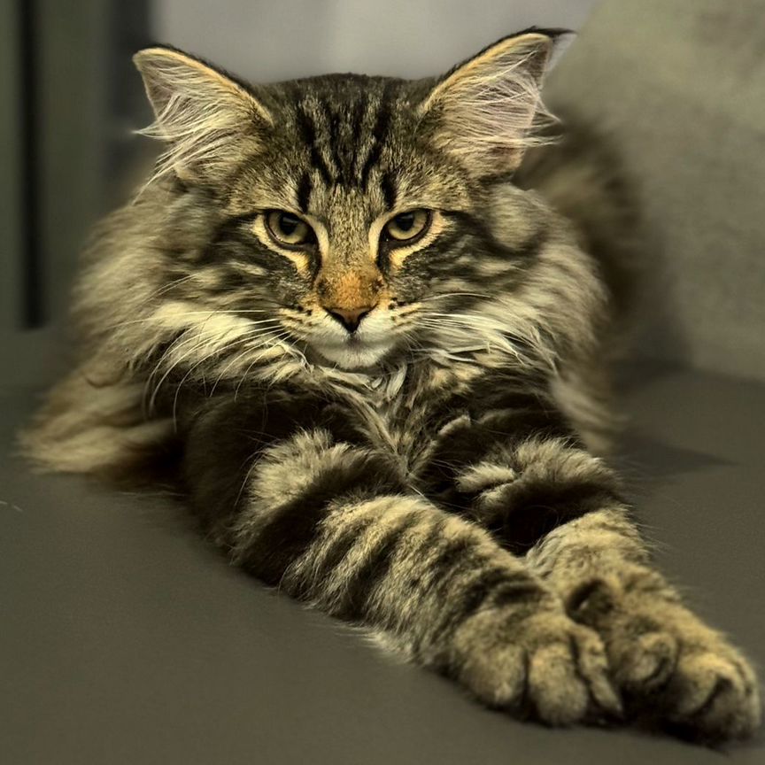 Норвежский лесной котёнок