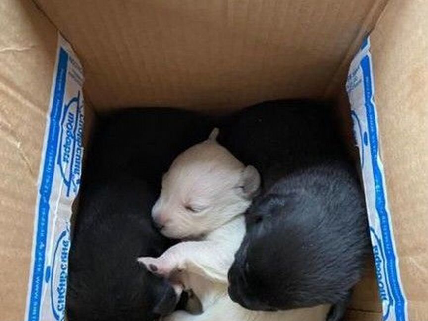 Щенки брошенки