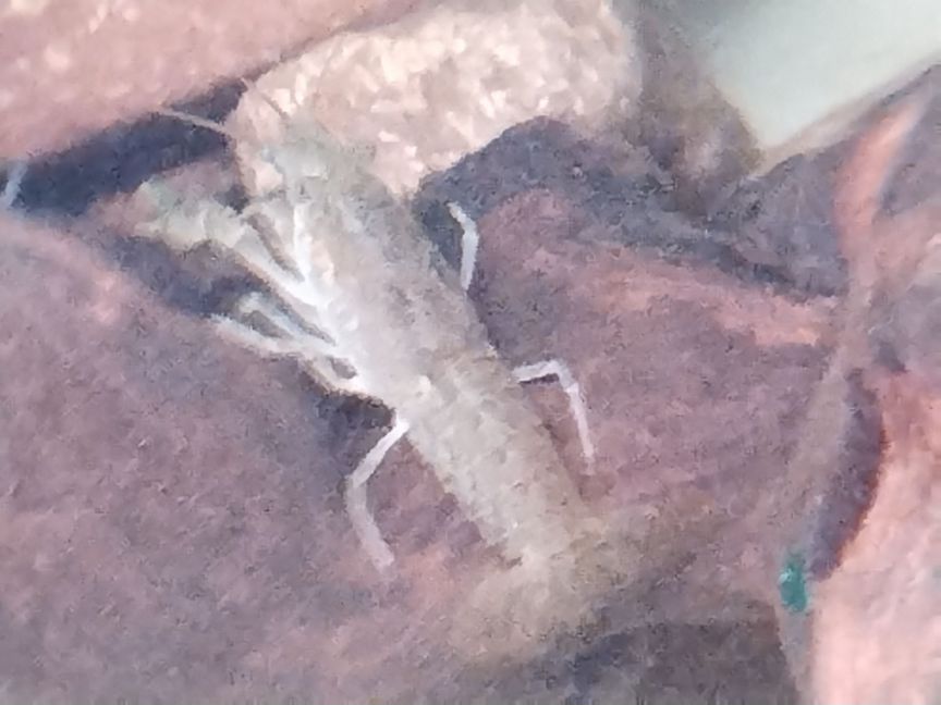 Аквариумные раки