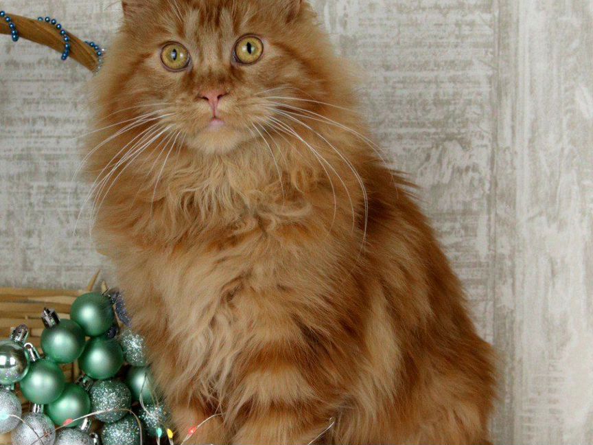 Мeйн-Кун кошка красная