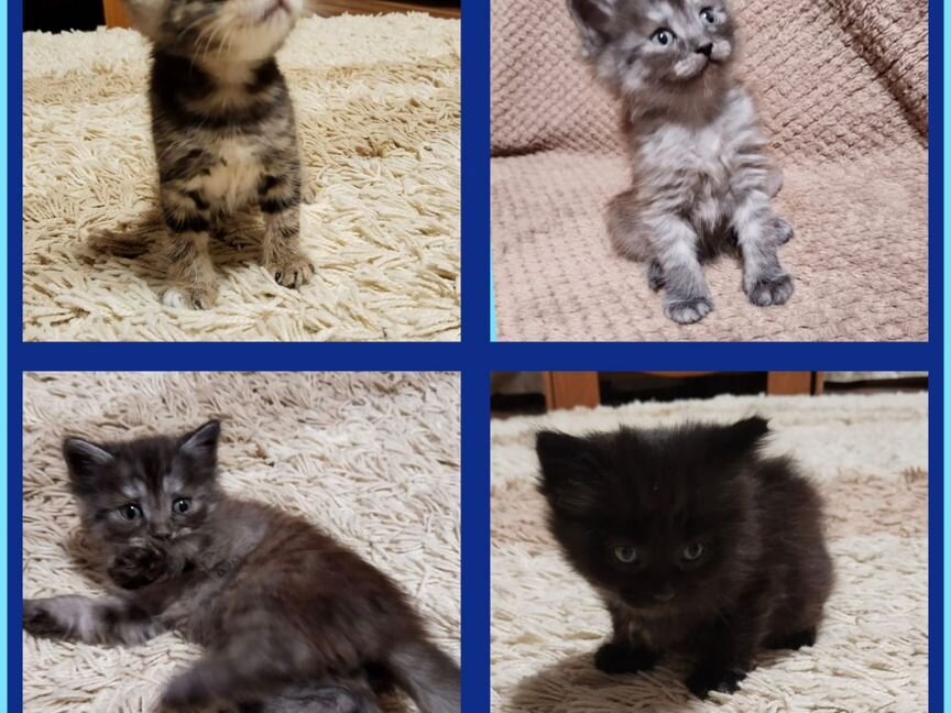 Милые котята