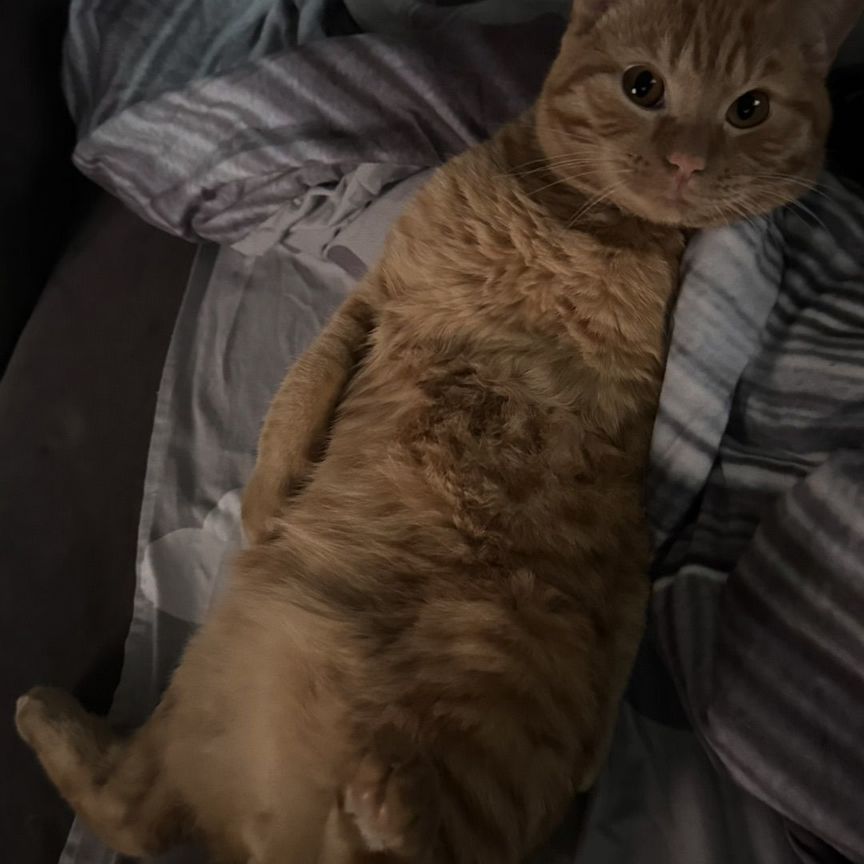 Кот британец шотландец