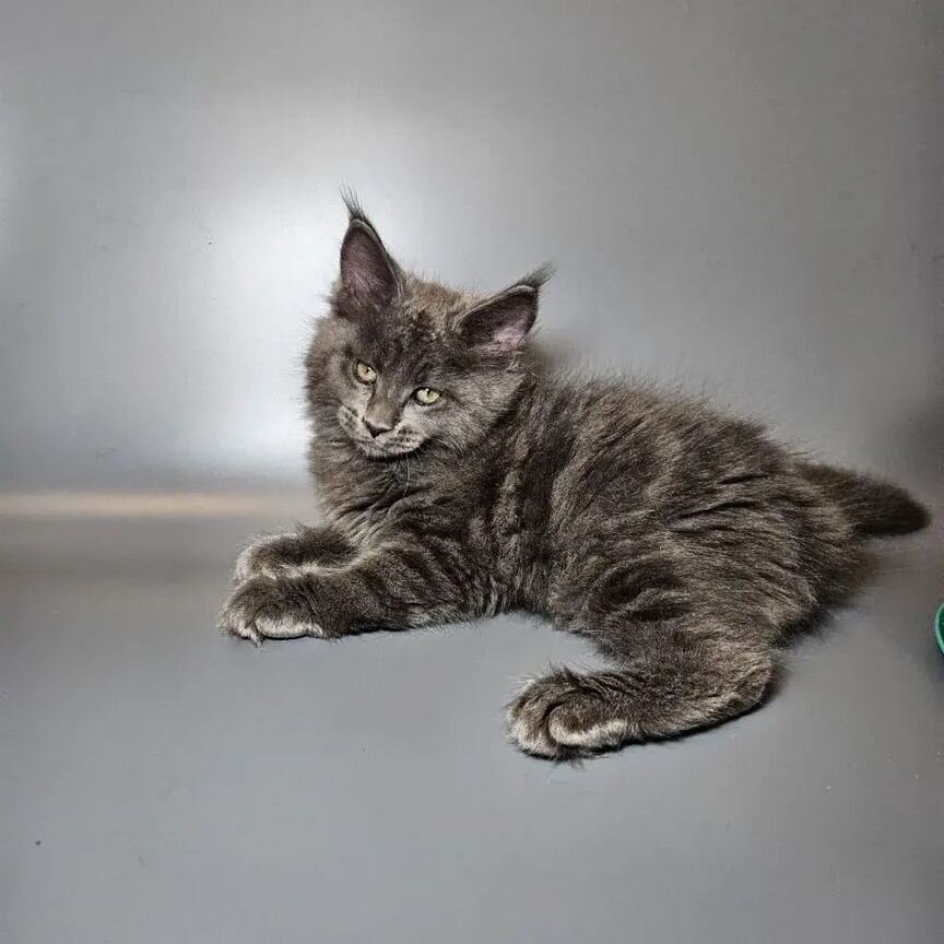 Мейн-кун котёнок