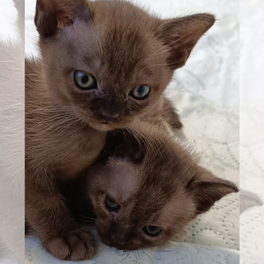 Котята европейской бурмы