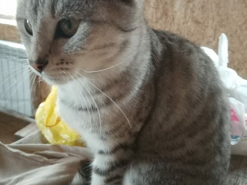 Кошка в дар