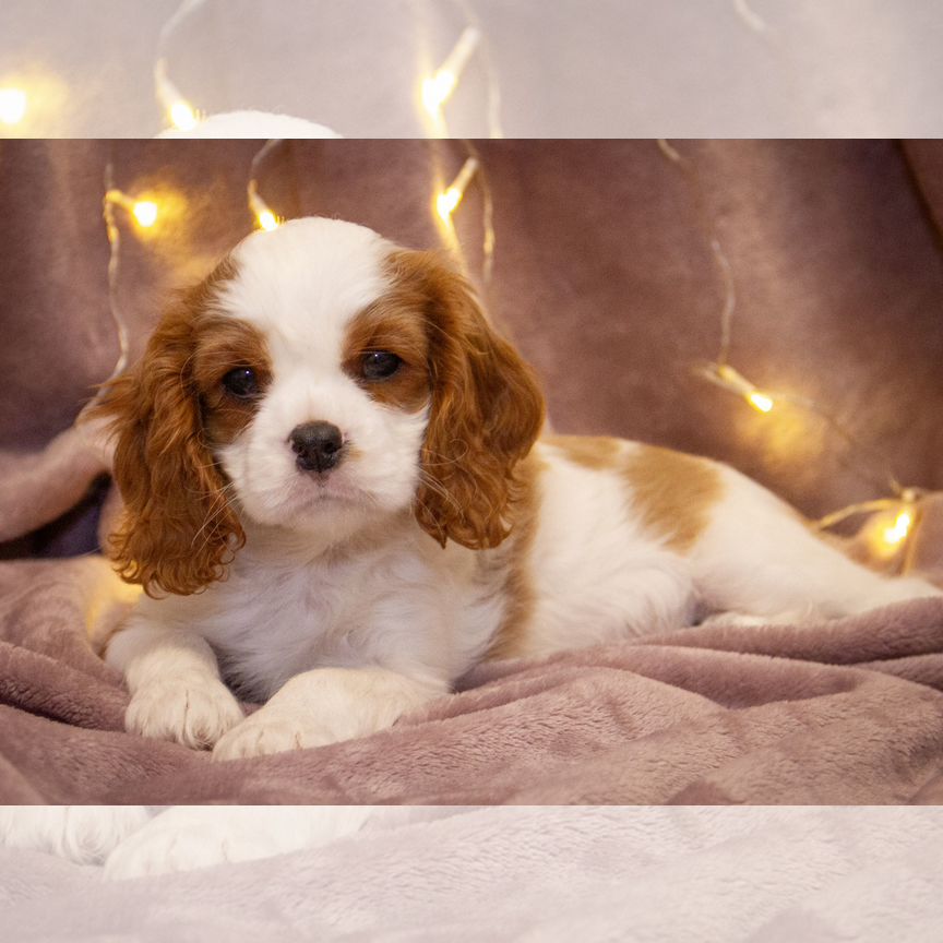Кавалер кинг-чарльз-спаниель, щенок