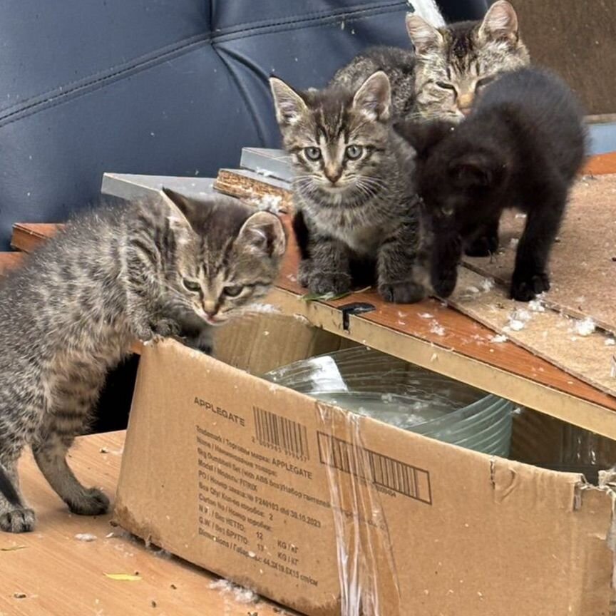 Котята в добрые руки
