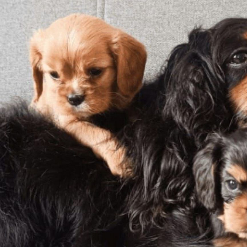 Щенки кавалер кинг чарльз