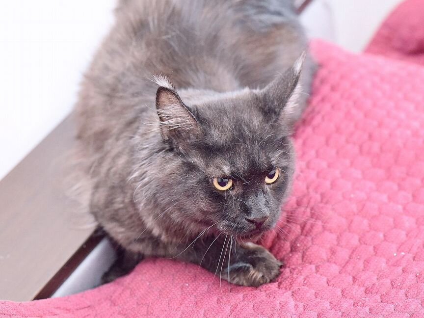Котенок мейнкун мальчик полидакт 66х66