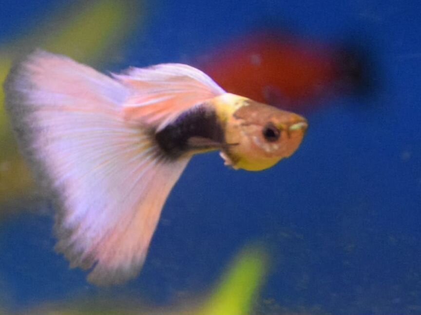 Гуппи Канадские