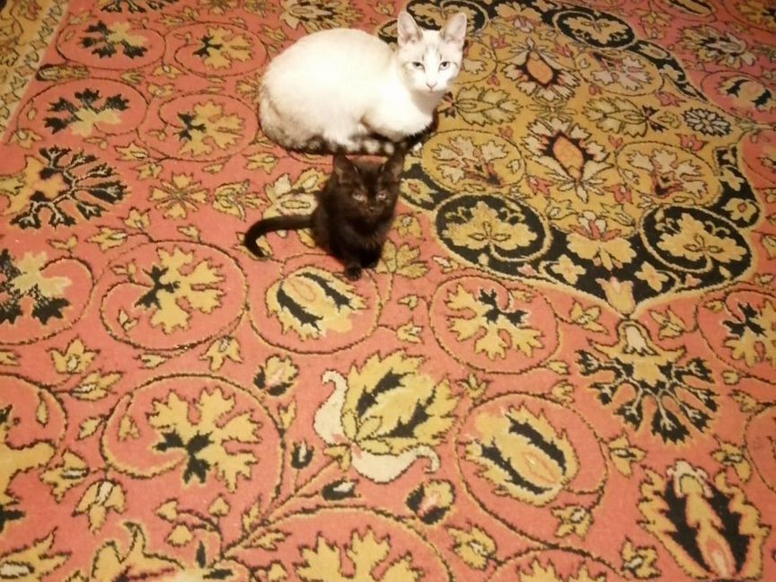 Котенок девочка