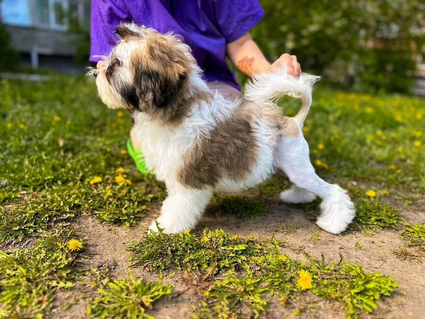 Малая львиная собака