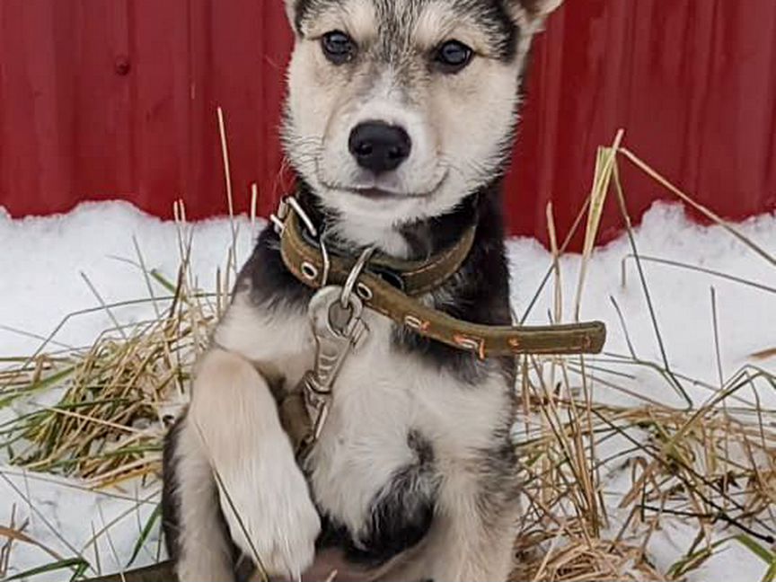 Кобель небольшого роста на охрану или в дом