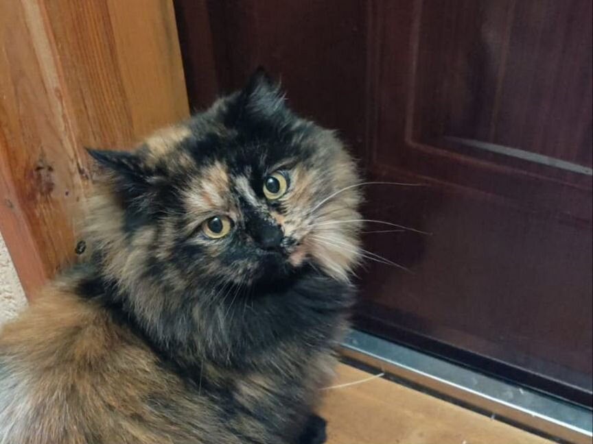 Кошечка Маня ищет дом