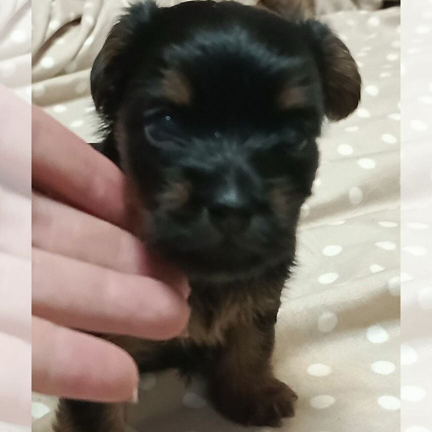 Йоркширский терьер, щенок