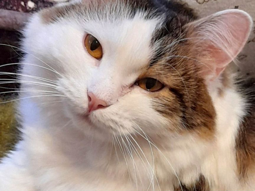 Кошка