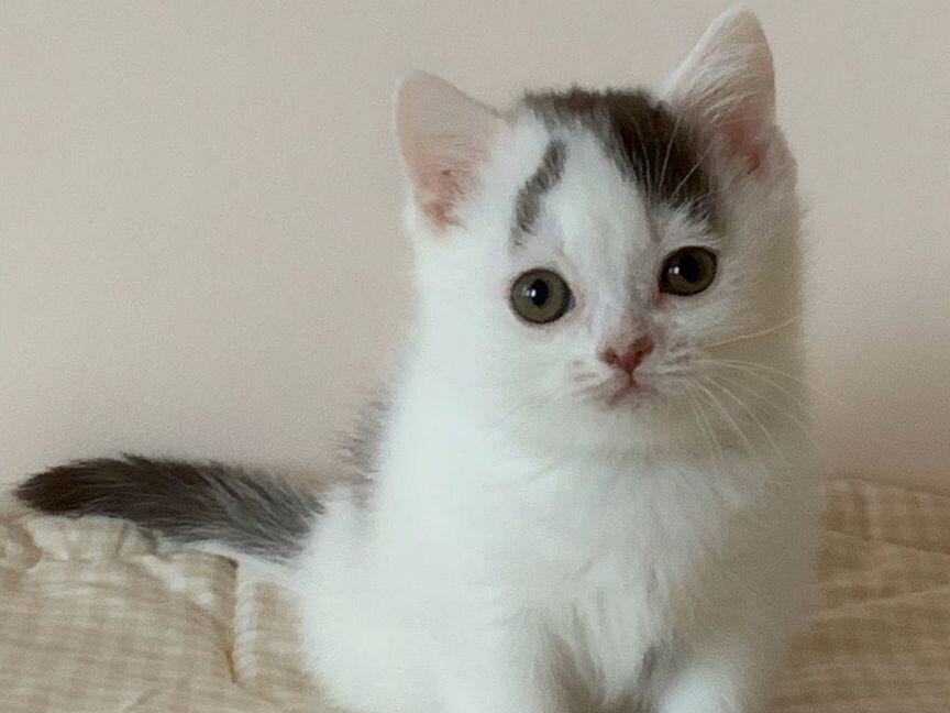 Породистые британские котята