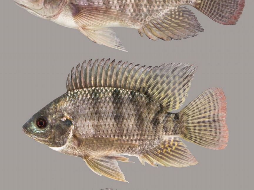 Тилапия(морской окунь)