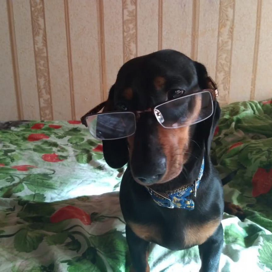 Такса, взрослая собака