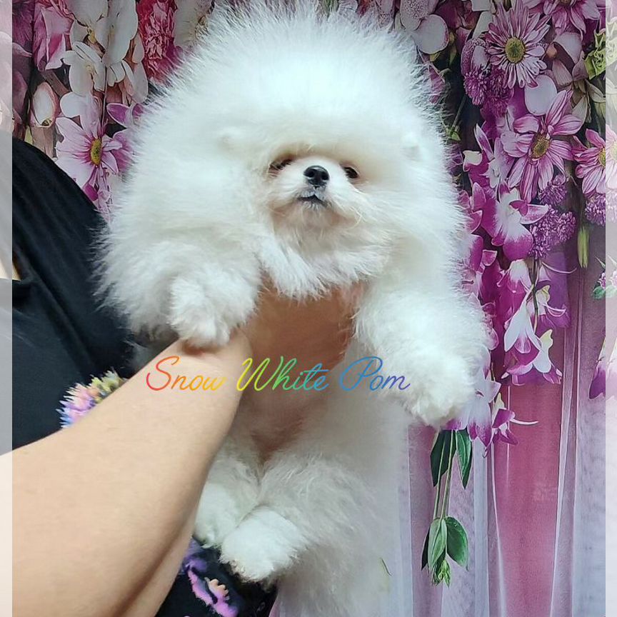 Померанский шпиц, щенок