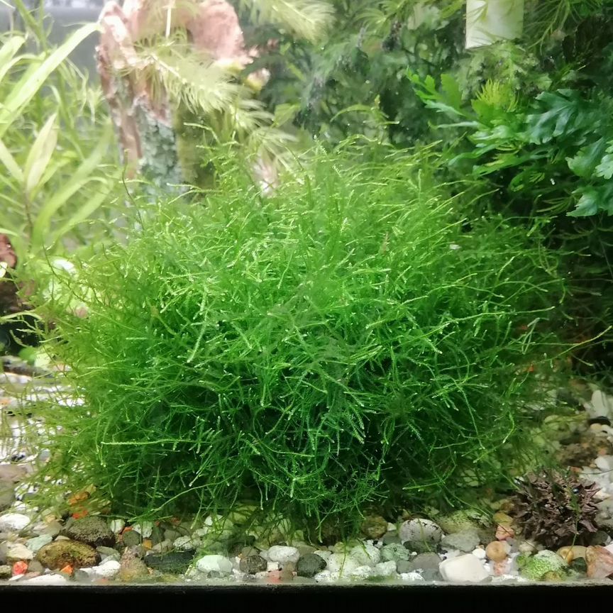 Креветки Вишня. Мох