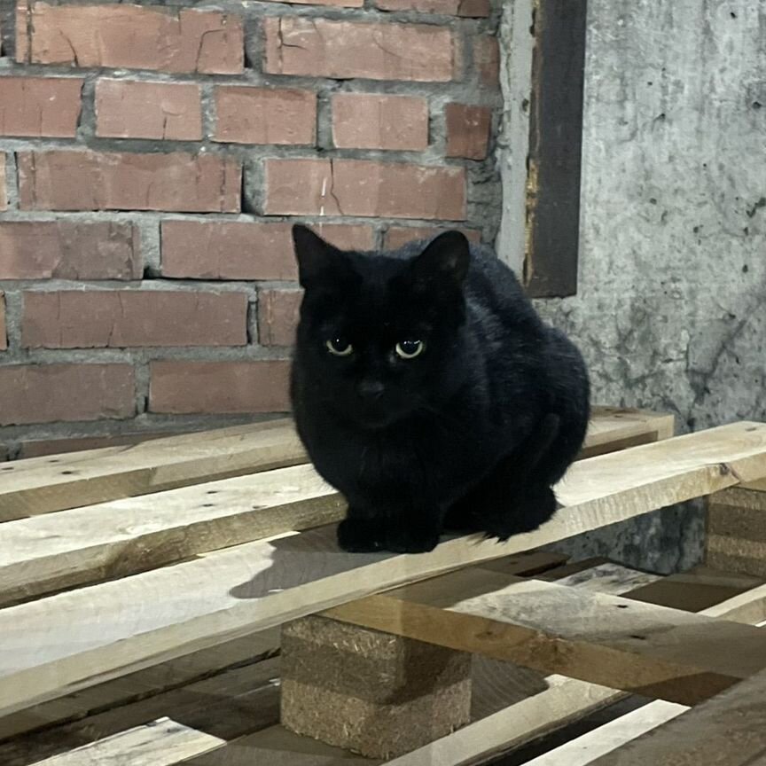 Кошечка ищет дом