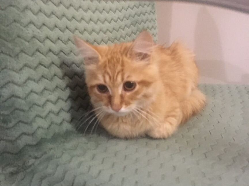 Котёнок около 3-4 месяцев