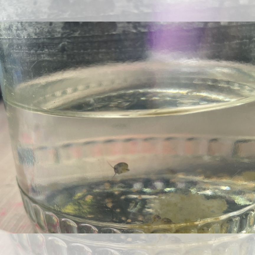 Улитки спикси