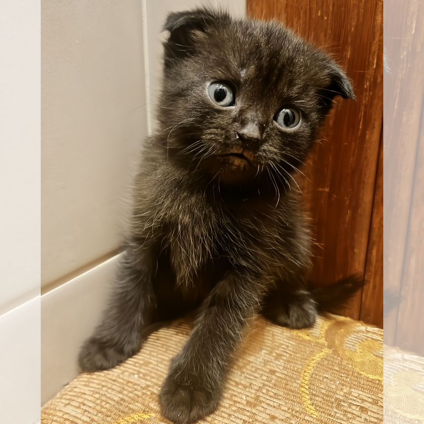 Шотландский вислоухий короткошёрстный котёнок