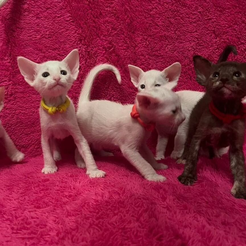 Ориентальный котёнок