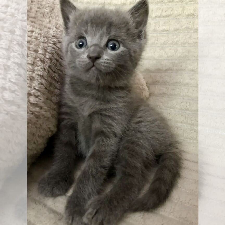 Шотландский прямоухий короткошёрстный котёнок