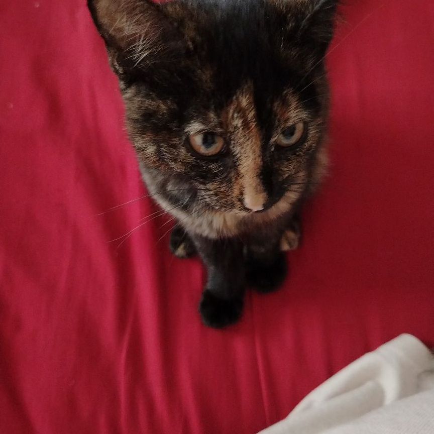 Отдам в добрые руки