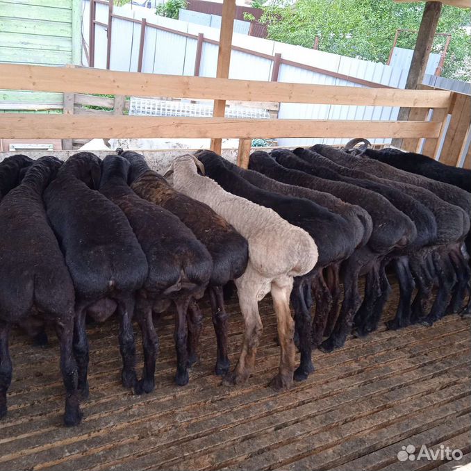 Гиссарского порода курдючное