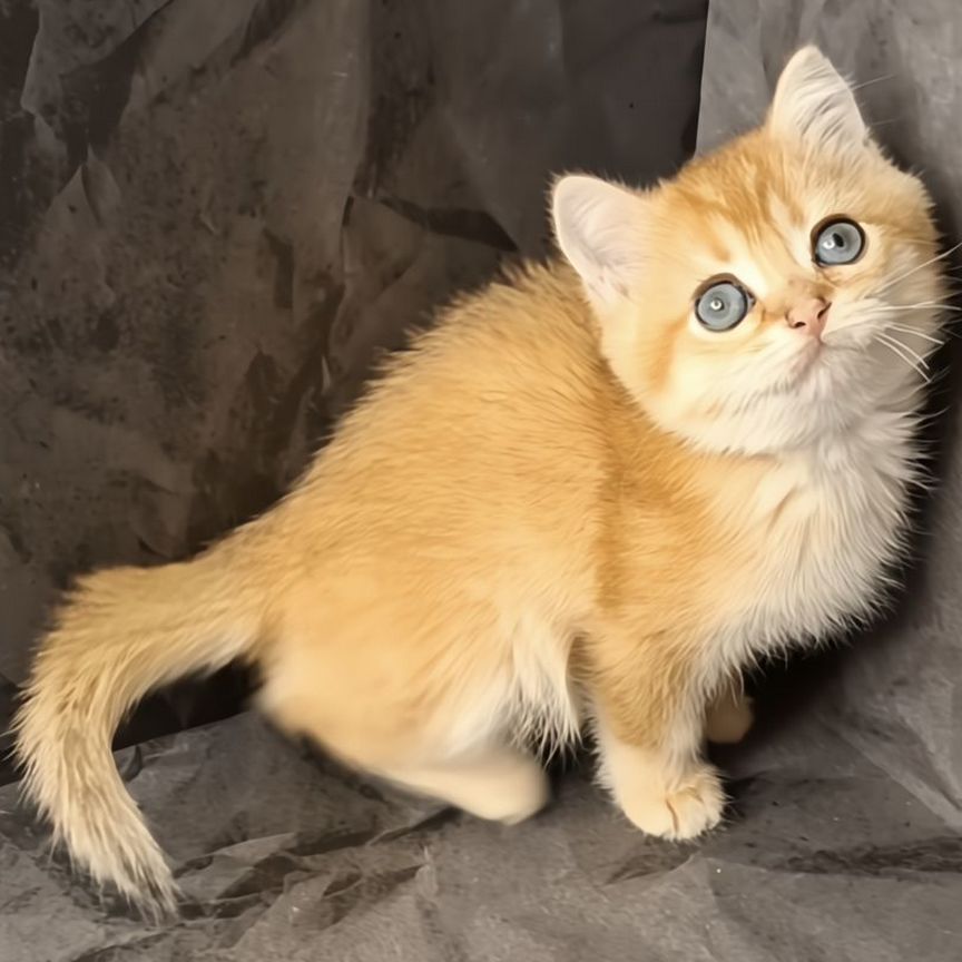 Шотландский прямоухий короткошёрстный котёнок