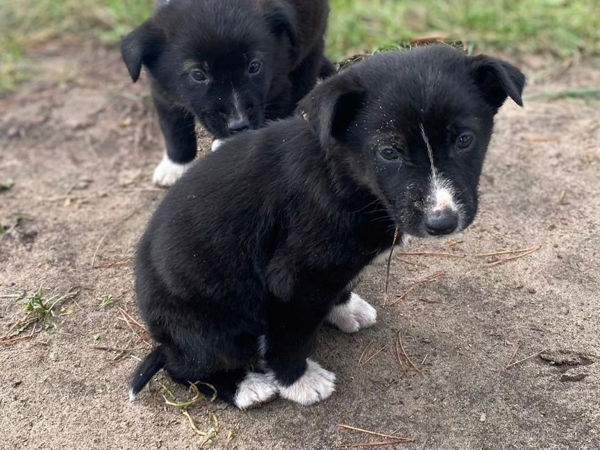 Собака в добрые руки щенок