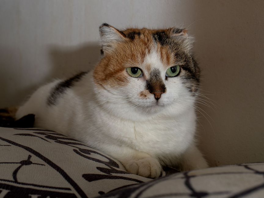 Кошка Флори в добрые руки