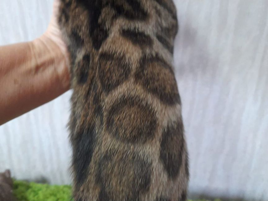 Снежный и окраса брауни бенгальские котята