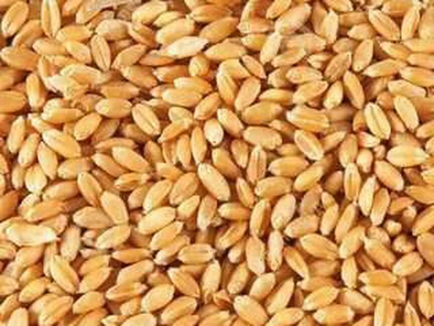 Пшеница ячмень Овес зерно корм