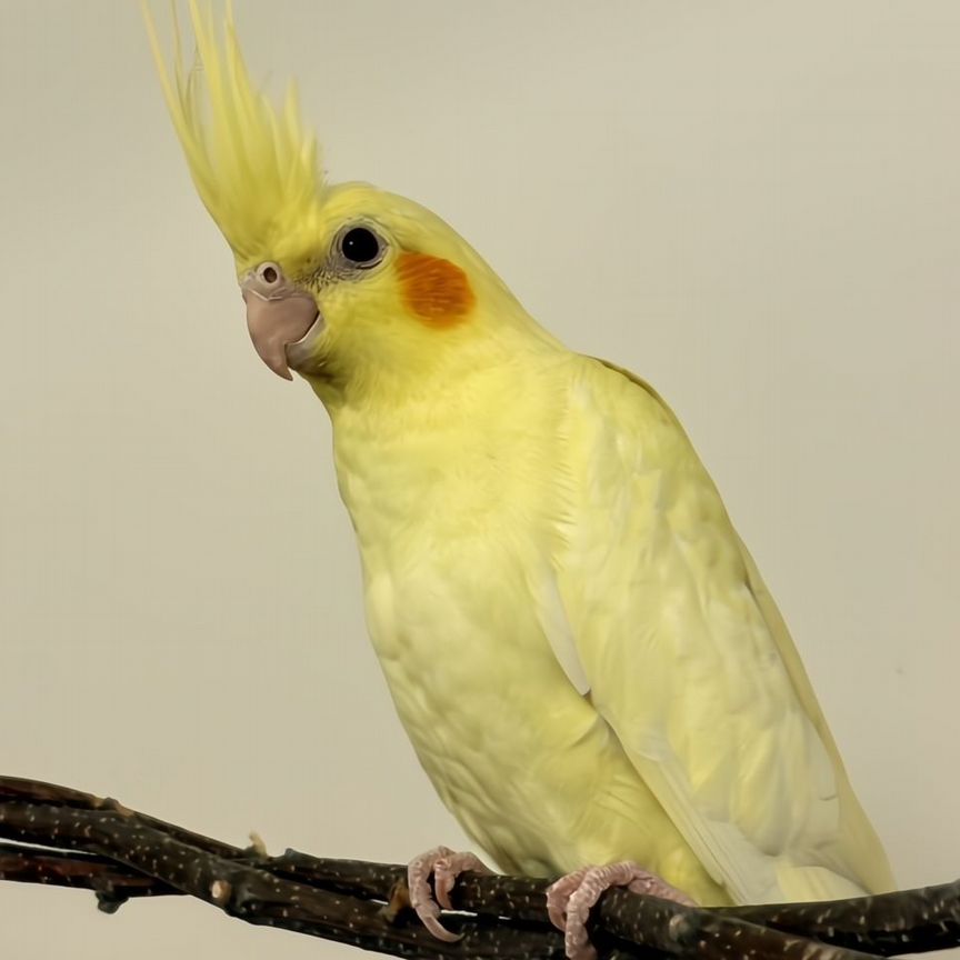 Птенцы кореллы