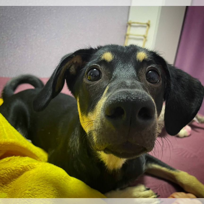 Щенок в добрые руки