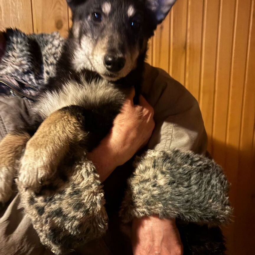 Собака в добрые руки щенок