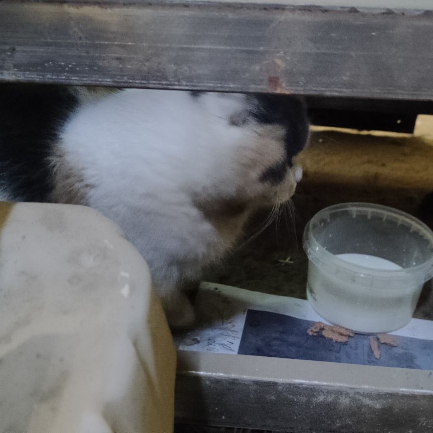 Кошка шатланка в добрые руки