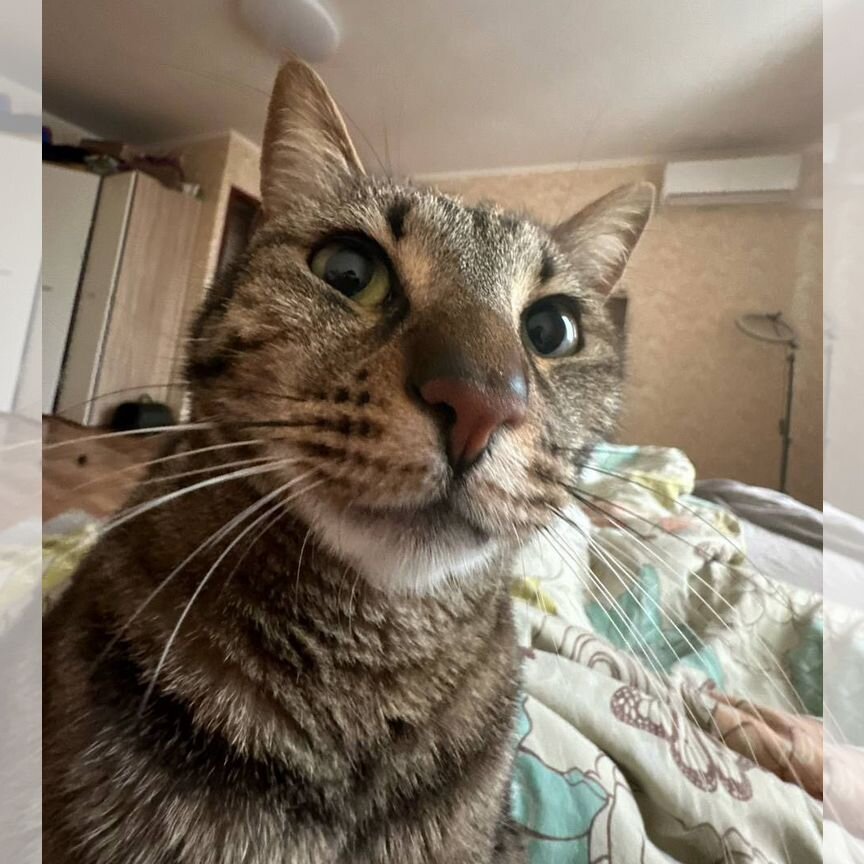 Взрослый кот в добрые руки