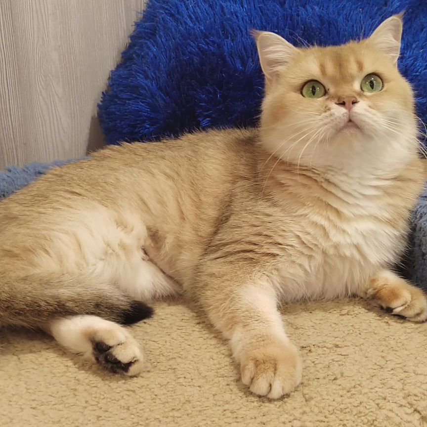 Золотая шиншилла