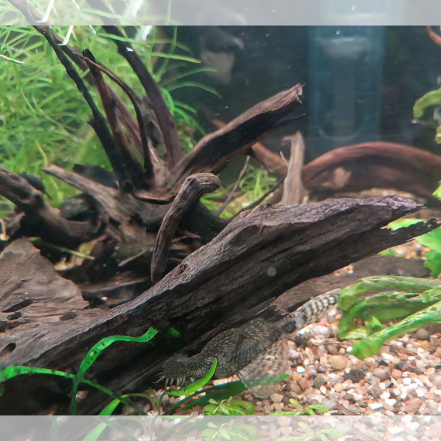 Анциструс обыкновенный 4-7 см