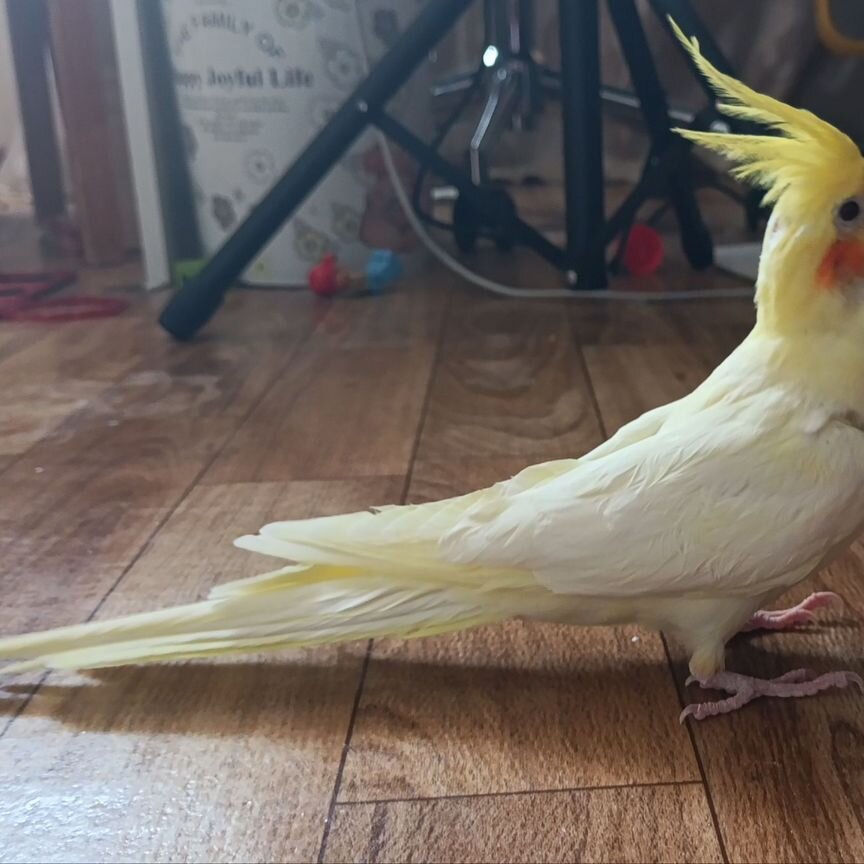 Попугай корелла