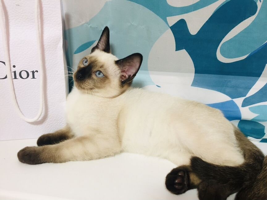 Тайские котята Симферополь