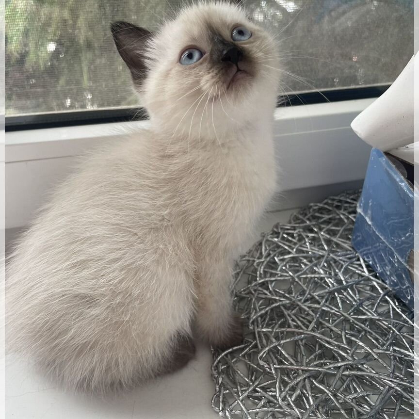 Котёнок от частного владельца